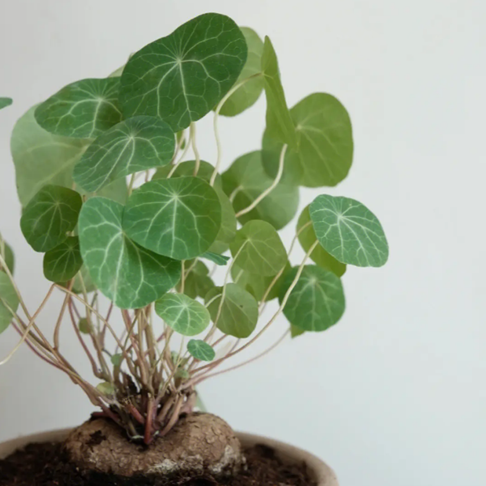 Stephania Bulbs, Year After Year Garden，Stephania Erecta Bulb,Stephania ...