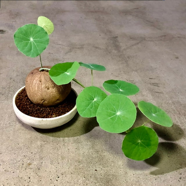 Stephania Bulbs, Year After Year Garden，Stephania Erecta Bulb,Stephania ...