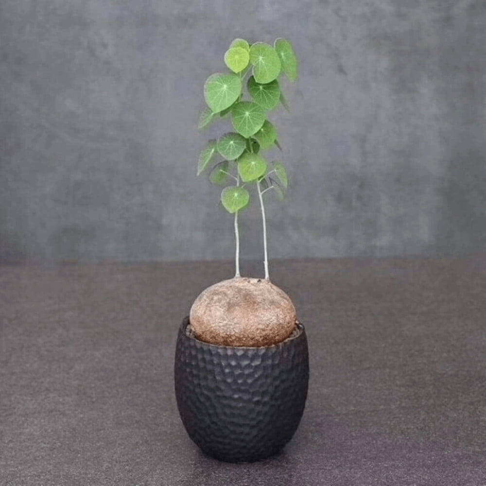 Stephania Bulbs, Year After Year Garden，Stephania Erecta Bulb,Stephania ...