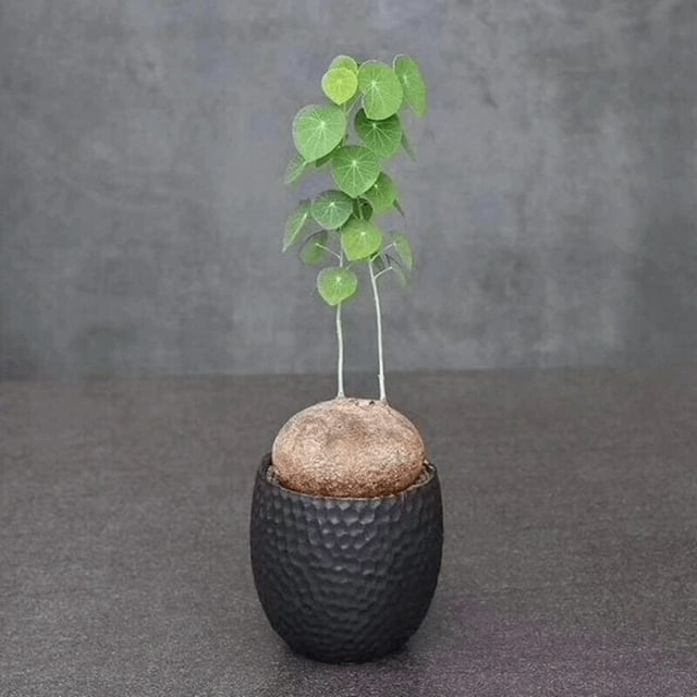 Stephania Bulbs, Year After Year Garden，Stephania Erecta Bulb,Stephania ...