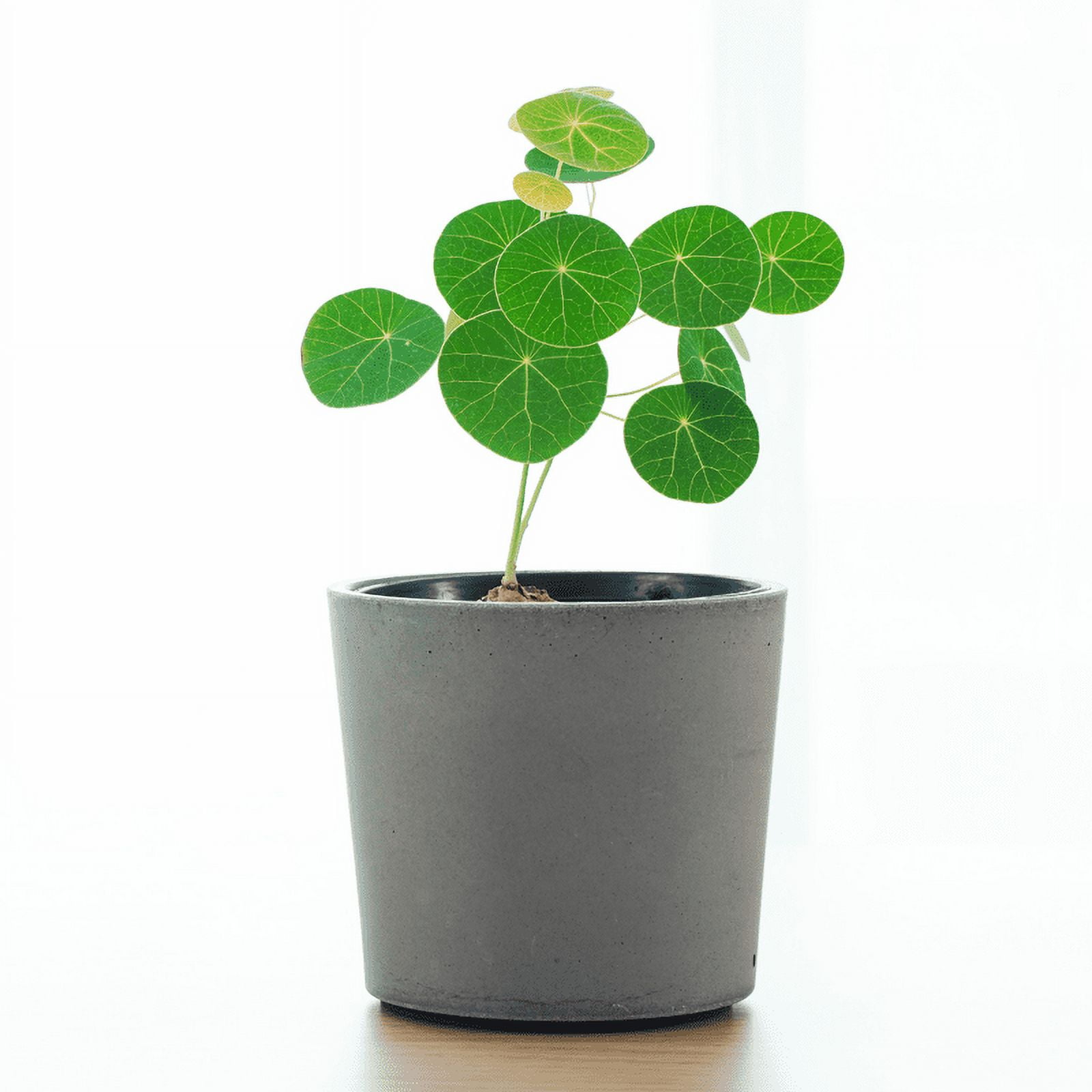 Stephania Cepharantha, Caudex Plant, Rare Succulent in 4" Pot - Walmart.com