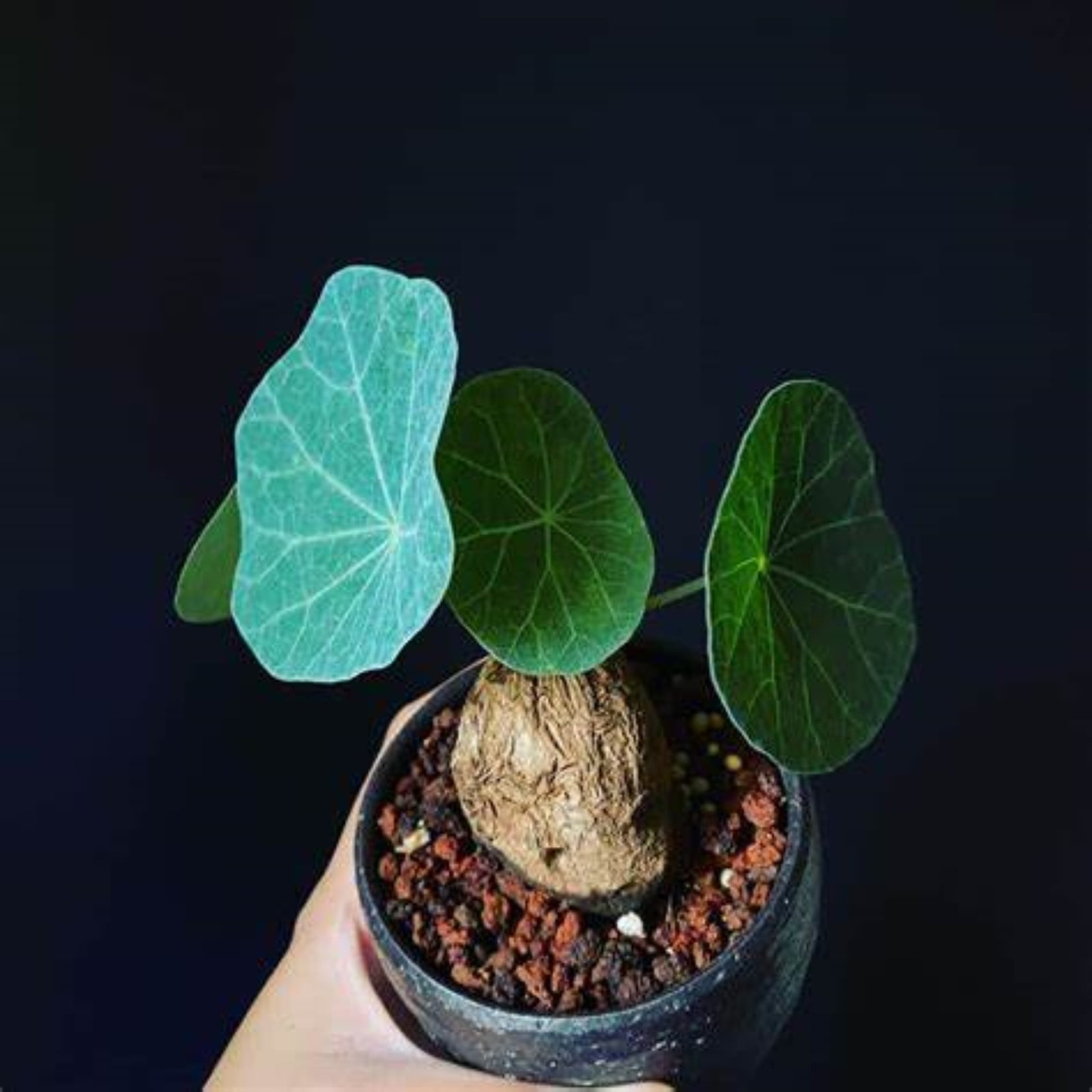 Stephania - Easy To Care For -Beautify The Environment -Stephania ...