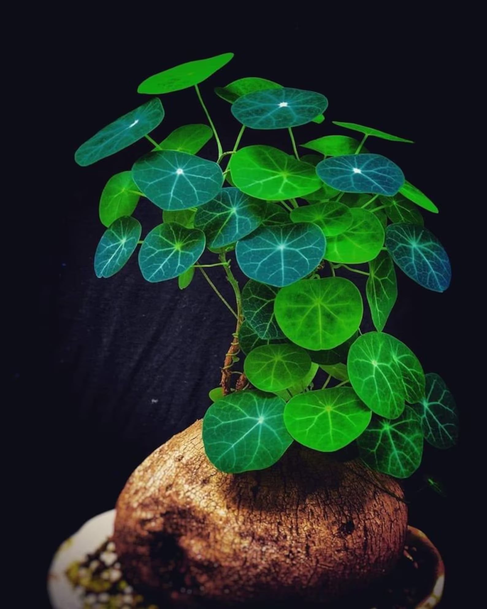 BBSHOUSELLC House Plant Stephania Erecta Plant Bulb - Walmart.com