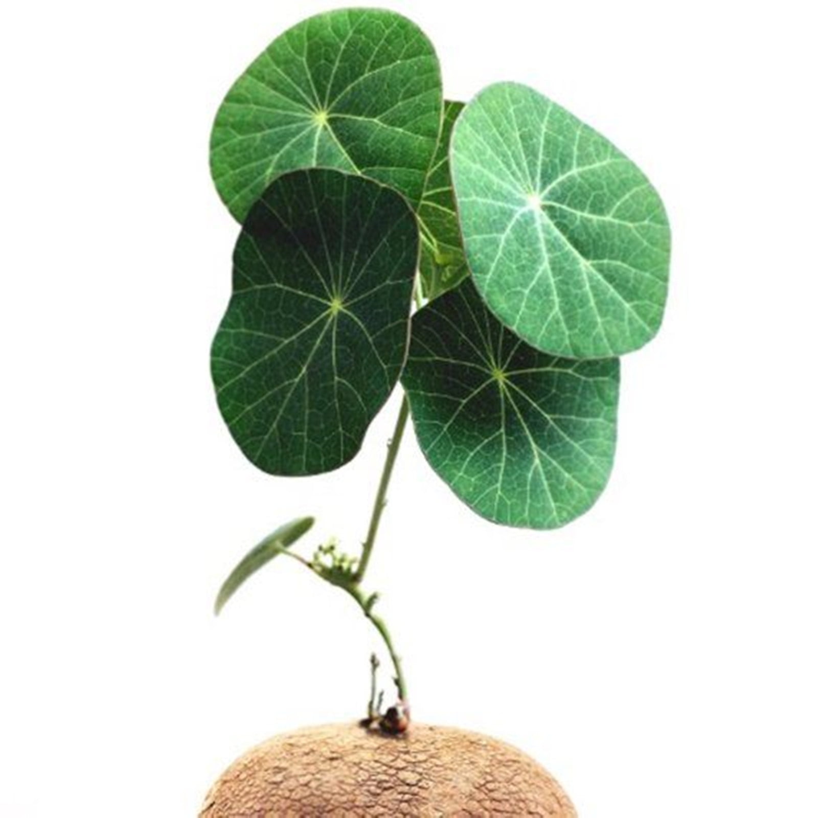 Stephania Erecta Bulb , Stephanotis turtle bulbs . Stephania Erecta ...