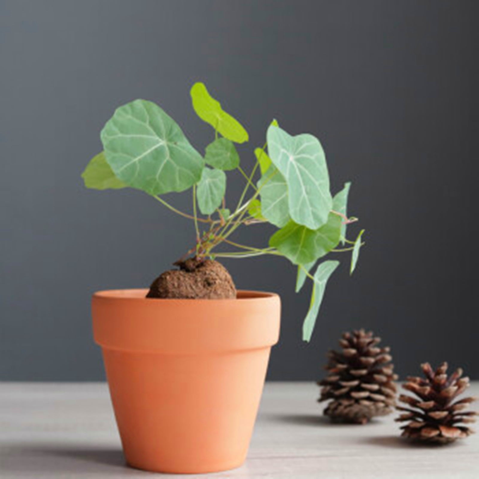 Stephania Erecta Bulbs, Perennial Plants,Pilea Peperomioides,Stephania ...