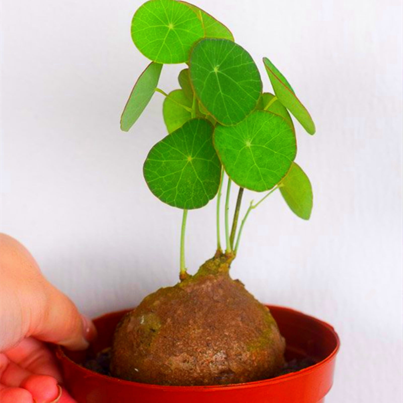 Stephania Erecta Bulbs, Perennial Plants,Stephania Plant ,Pilea ...