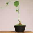 Stephania Erecta Bulbs, Pilea Peperomioides,Perennial Plants,Stephania ...