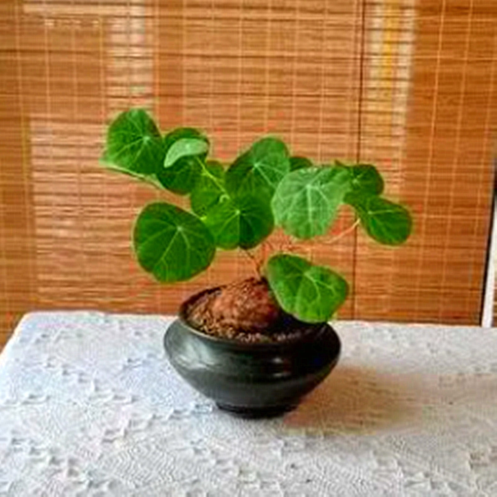 Stephania Erecta Bulbs, Pilea Peperomioides,Perennial Plants,Stephania ...