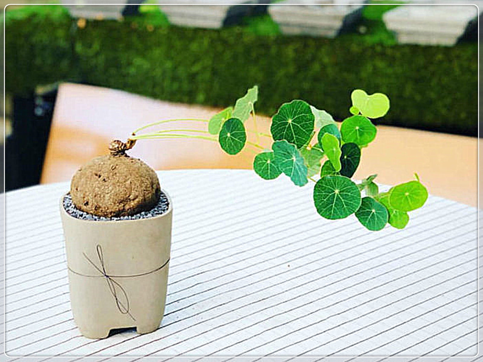 Stephania Erecta Bulbs,Stephania Plant , Pilea Peperomioides,Perennial ...