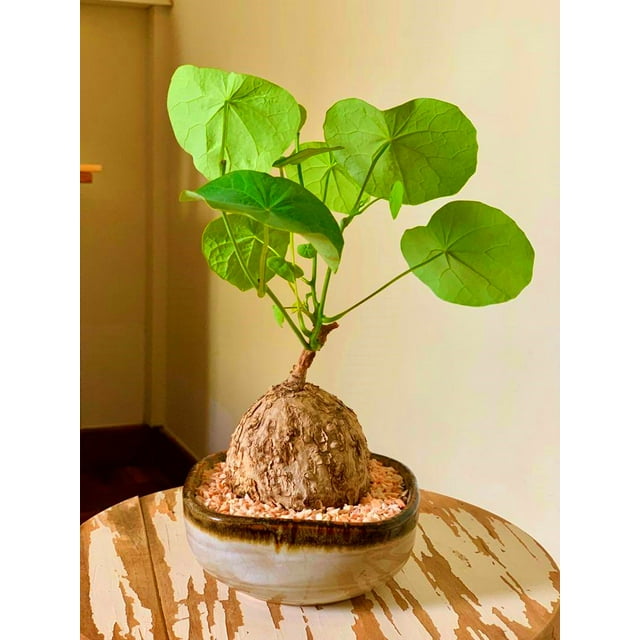 Stephania Erecta Bulbs,Stephania Plant , Pilea Peperomioides,Perennial ...