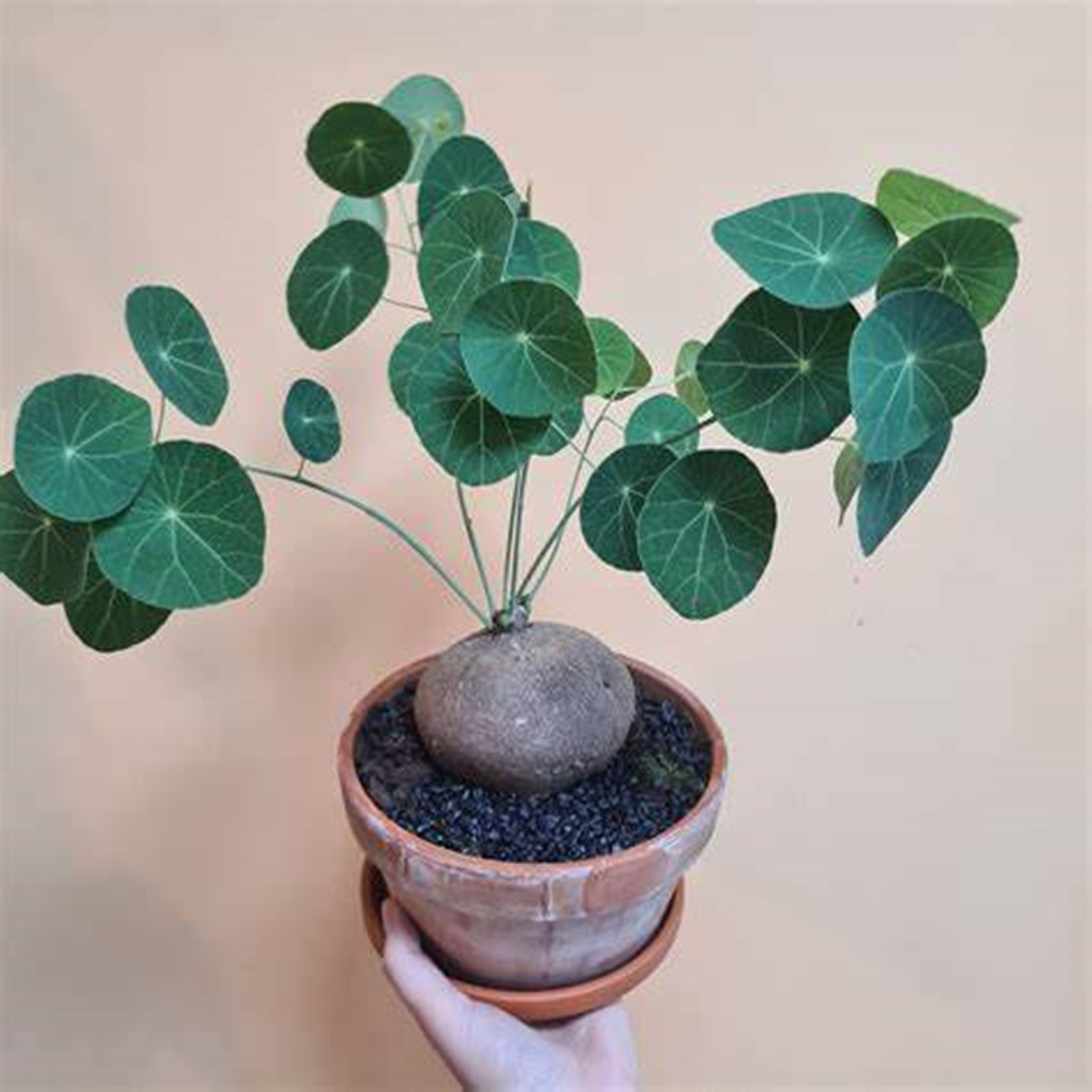 Stephania Erecta Bulbs, Stephania Plant ,Pilea Peperomioides,Stephania ...