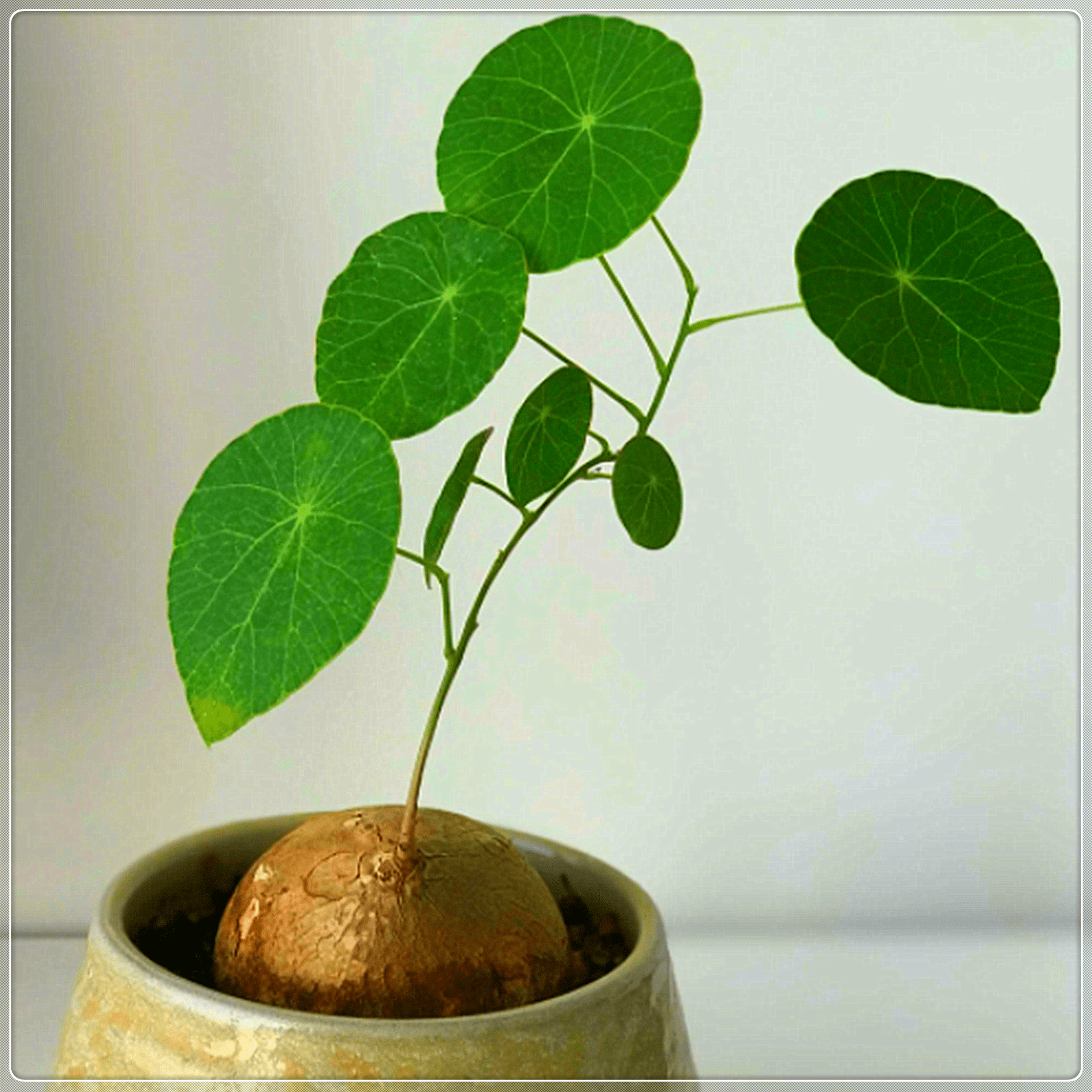 Stephania Erecta Bulbs,Stephania Plant , Stephania,Pilea Peperomioides ...