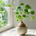 Stephania Erecta Mountain Turtle for Planting-(Non-Artificial)-Easy to ...