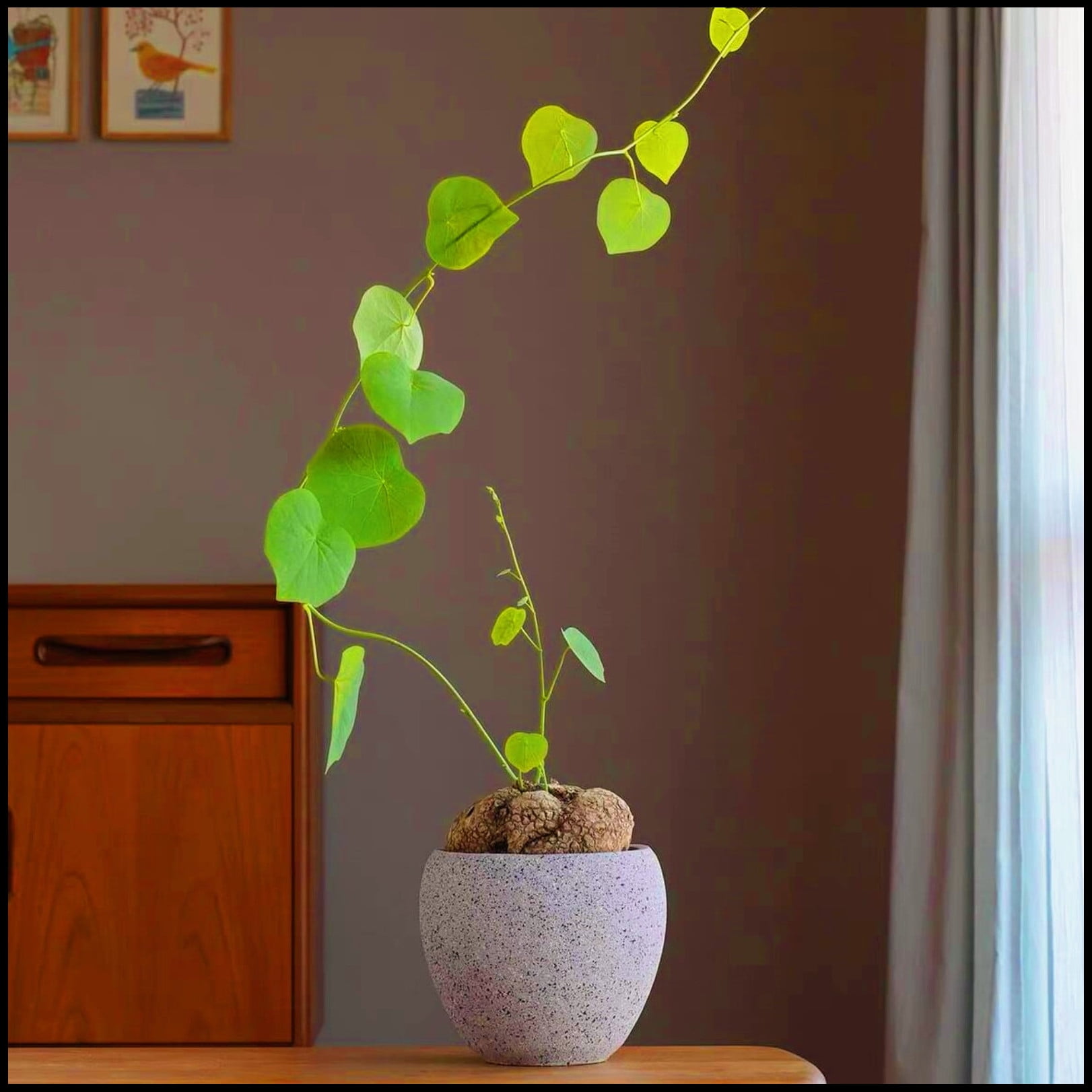 Stephania Erecta Plant Bulb Stephania Erecta Plant,Stephania Bulb ...