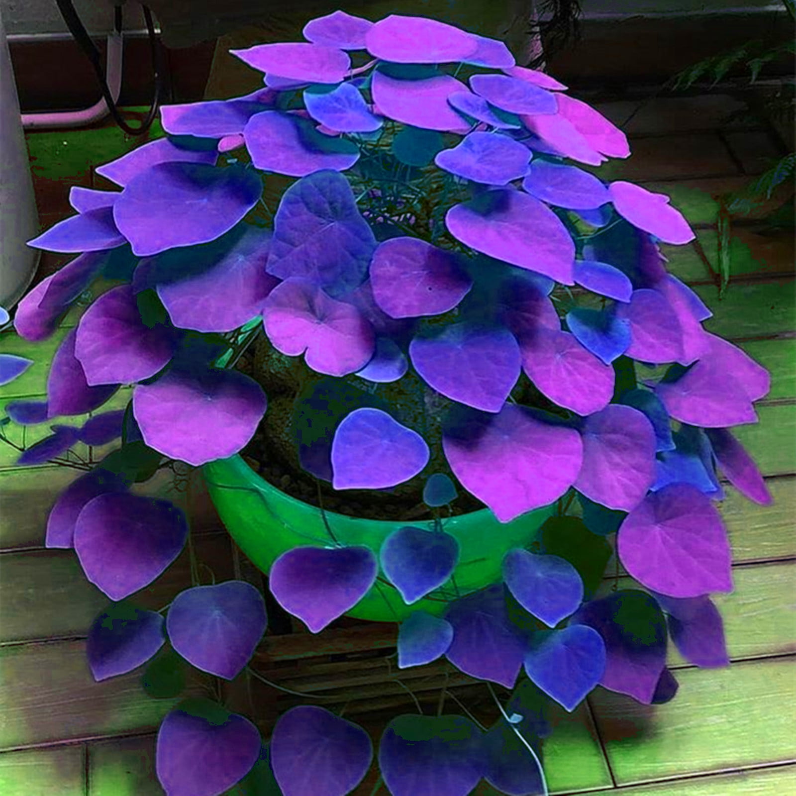 Stephania Erecta Plant,Bulk,Planting,Professional,Brilliant,Low ...