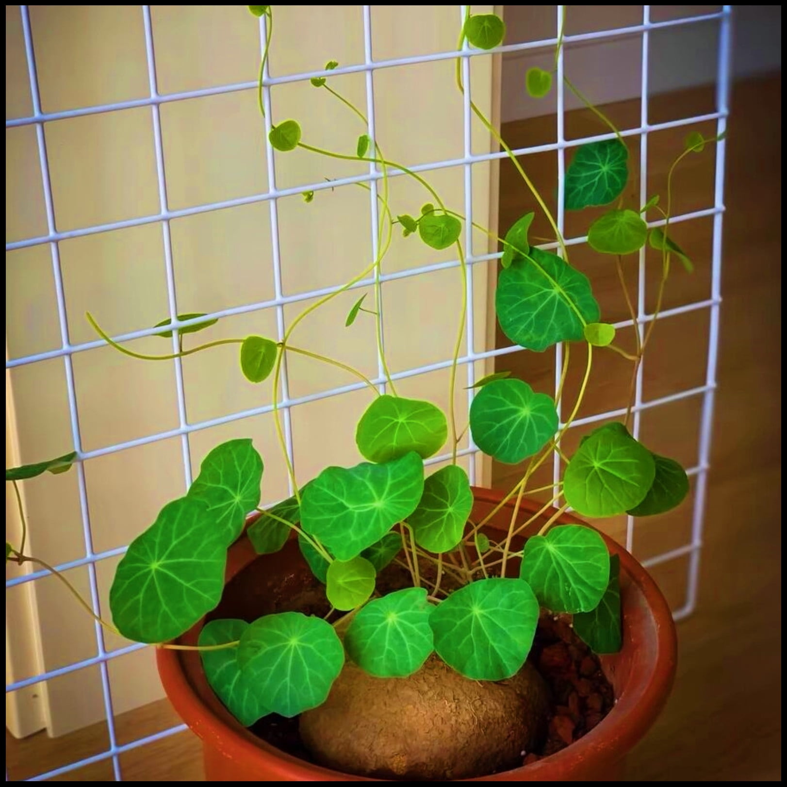 Stephania Erecta Plant,Stephania Bulb,Stephania Erecta Plant Bulb ...