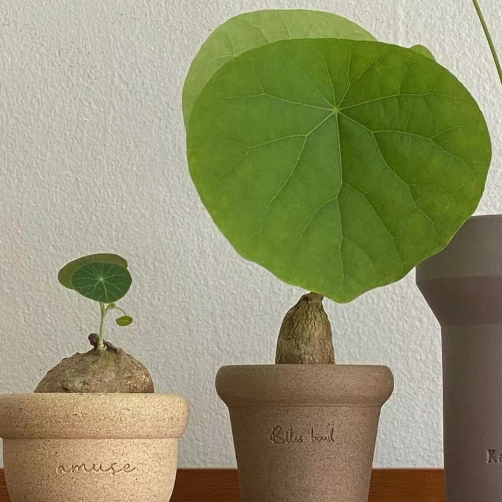 Stephania Professional planting Stephania erecta Garden Balcony ...