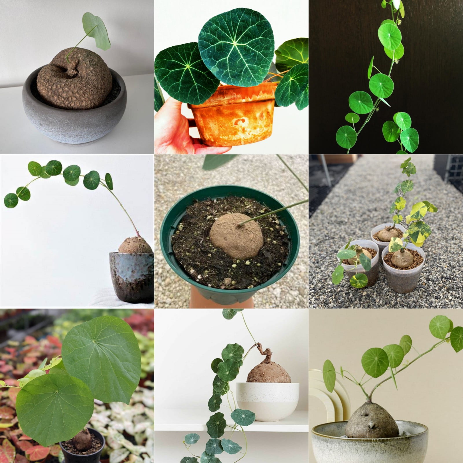 Stephania Root Stephania Bulb Stephania Erecta Plant Small And Cute ...