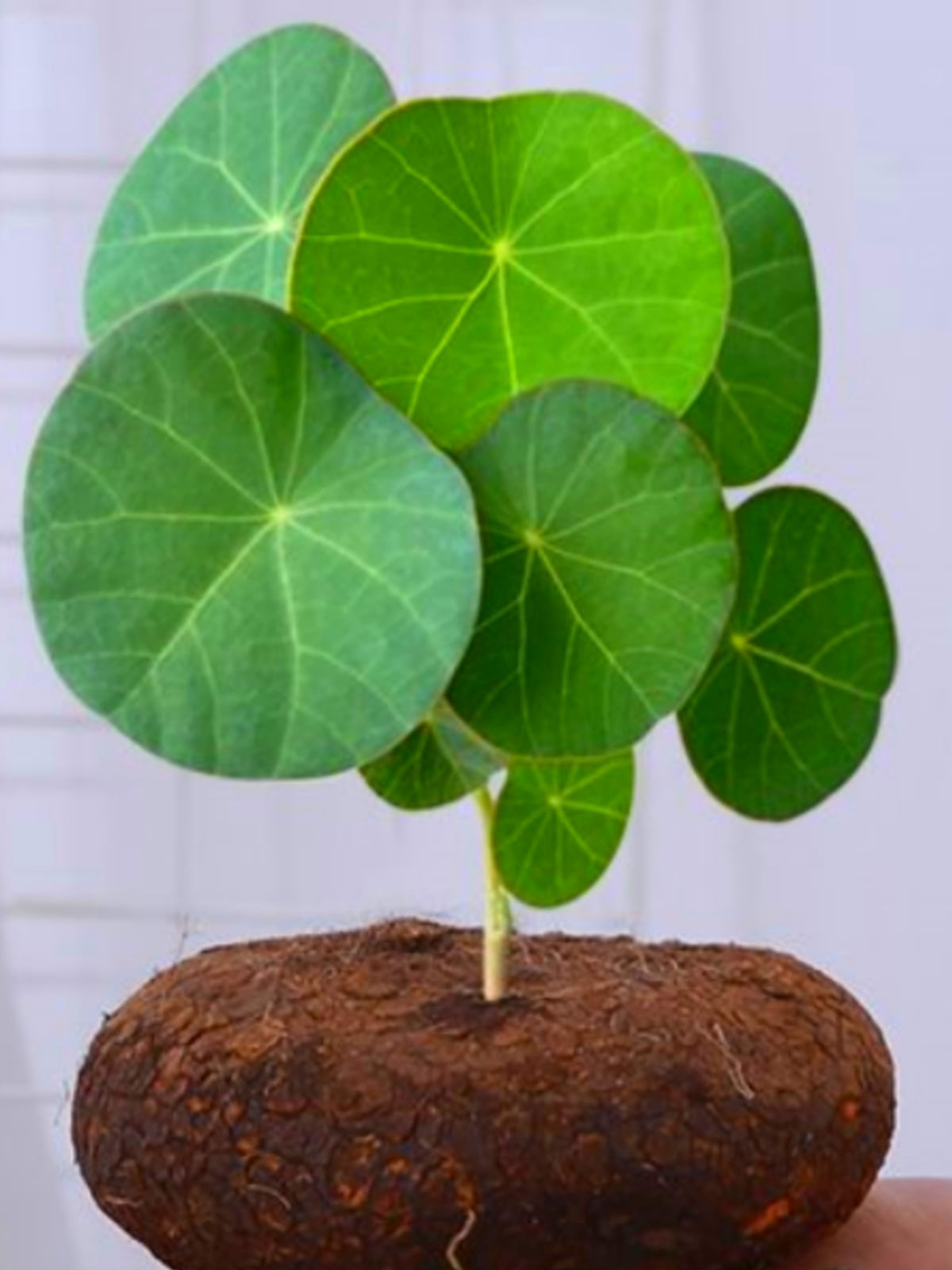 Stephania Stephania erecta Garden Balcony decoration Interior ...