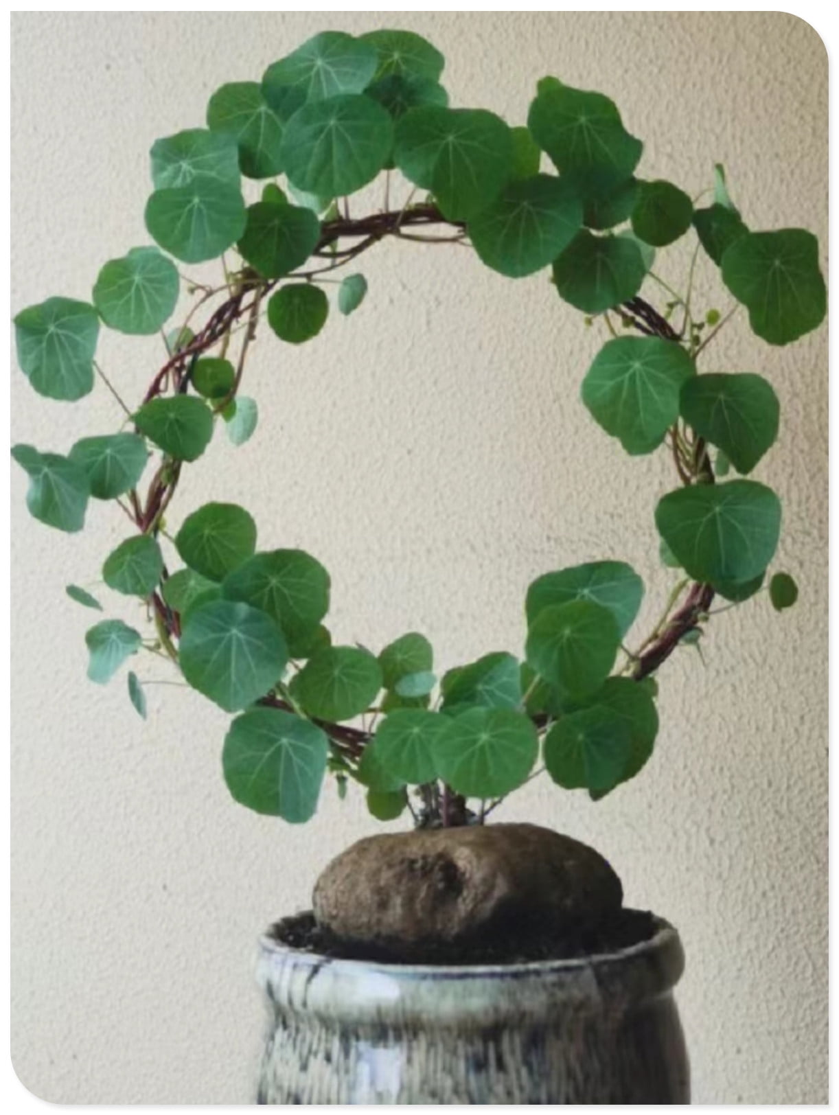 Stephania bulbs Bright for Planting Perennials Bulbs for Planting Pots ...