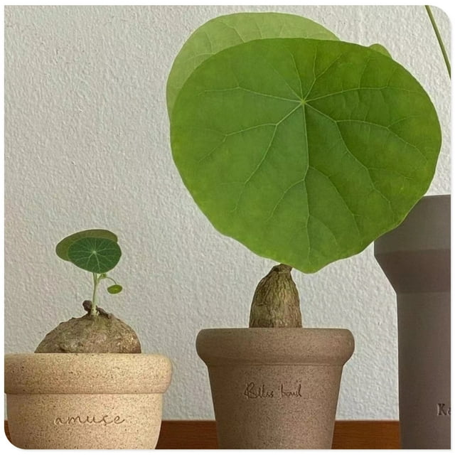 Stephania bulbs Garden Decoration Bright for Planting Perennials Bulbs ...