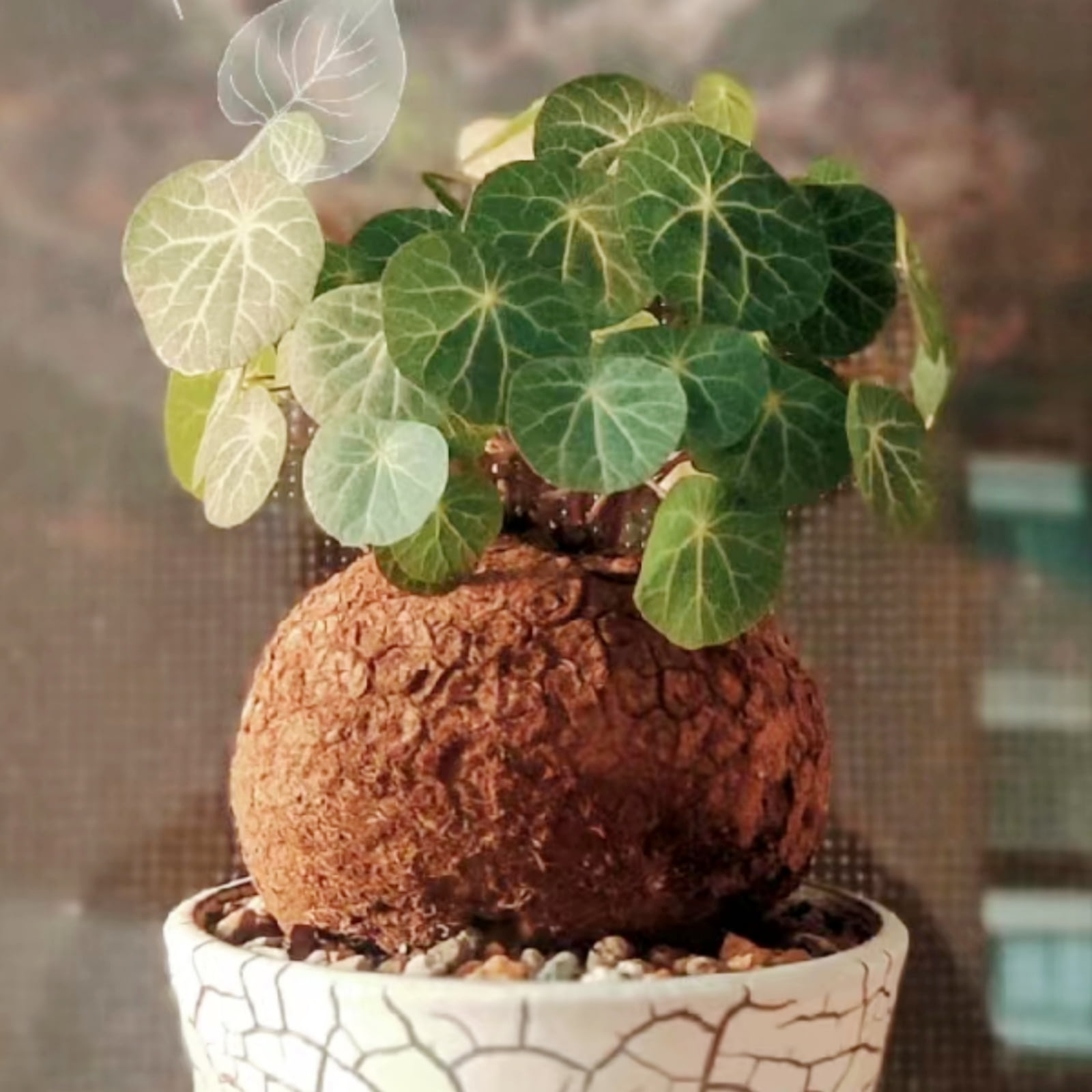 Stephania bulbs Tubers Mysterious Species Rare Bulk Gardening Garden ...