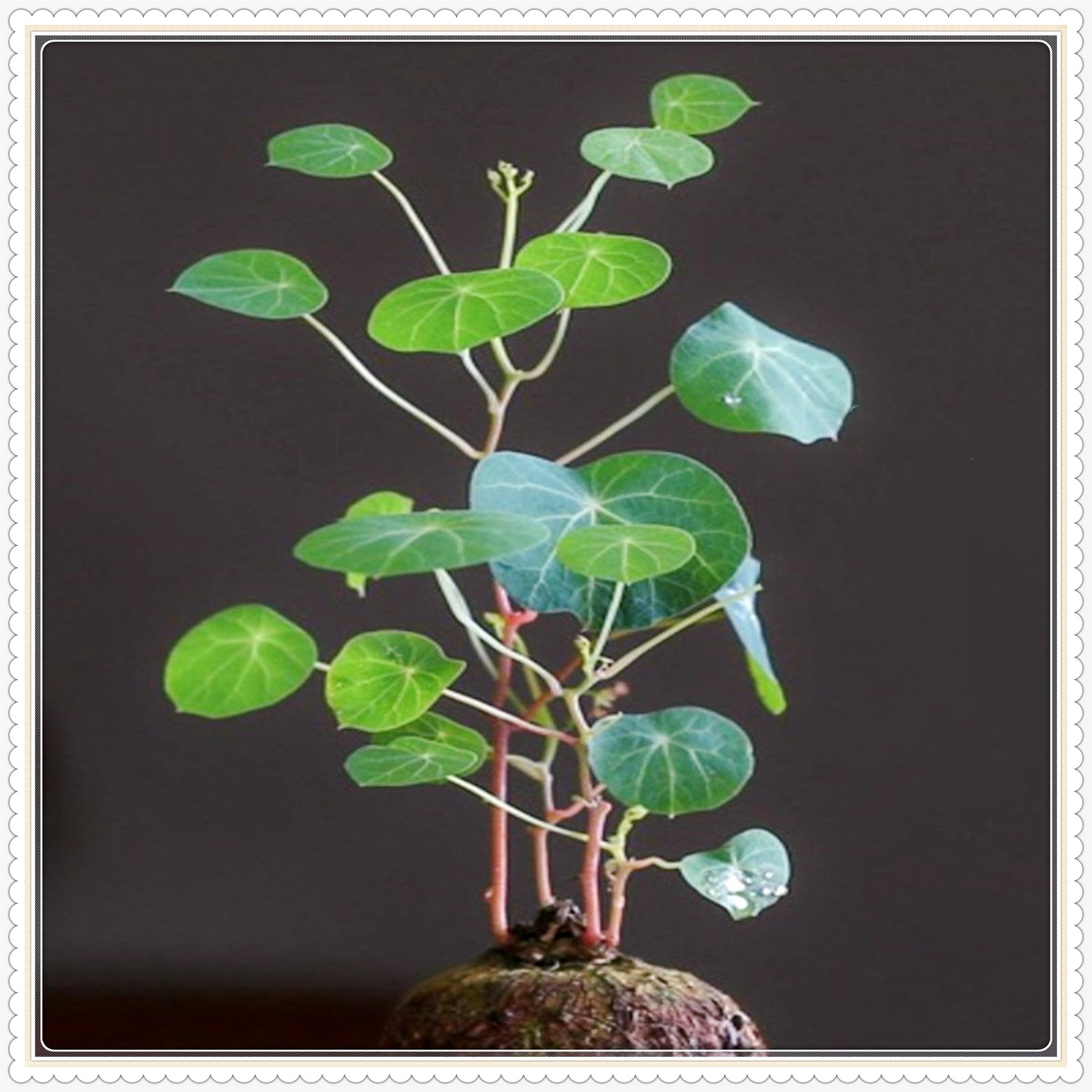 Stephania erecta Garden Planting Home Decoration Beautify Environment ...