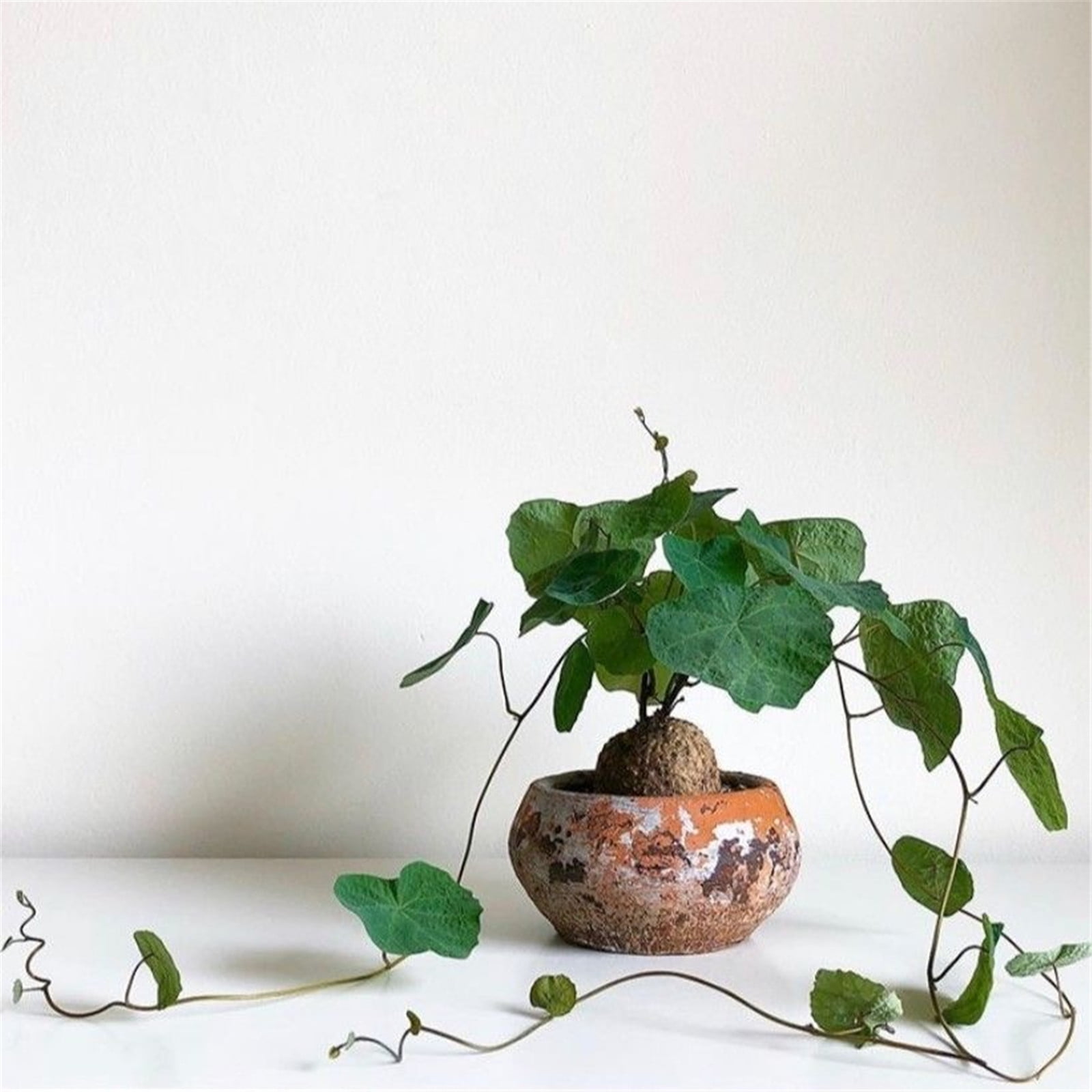 Stephania erecta bulbs,Stephania erecta live plant,Indoor decorative ...