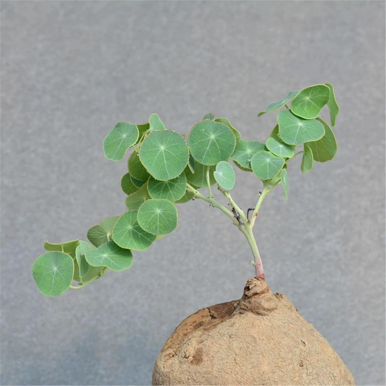 Stephania erecta live plant Stephania erecta plant bulbs Stephania ...