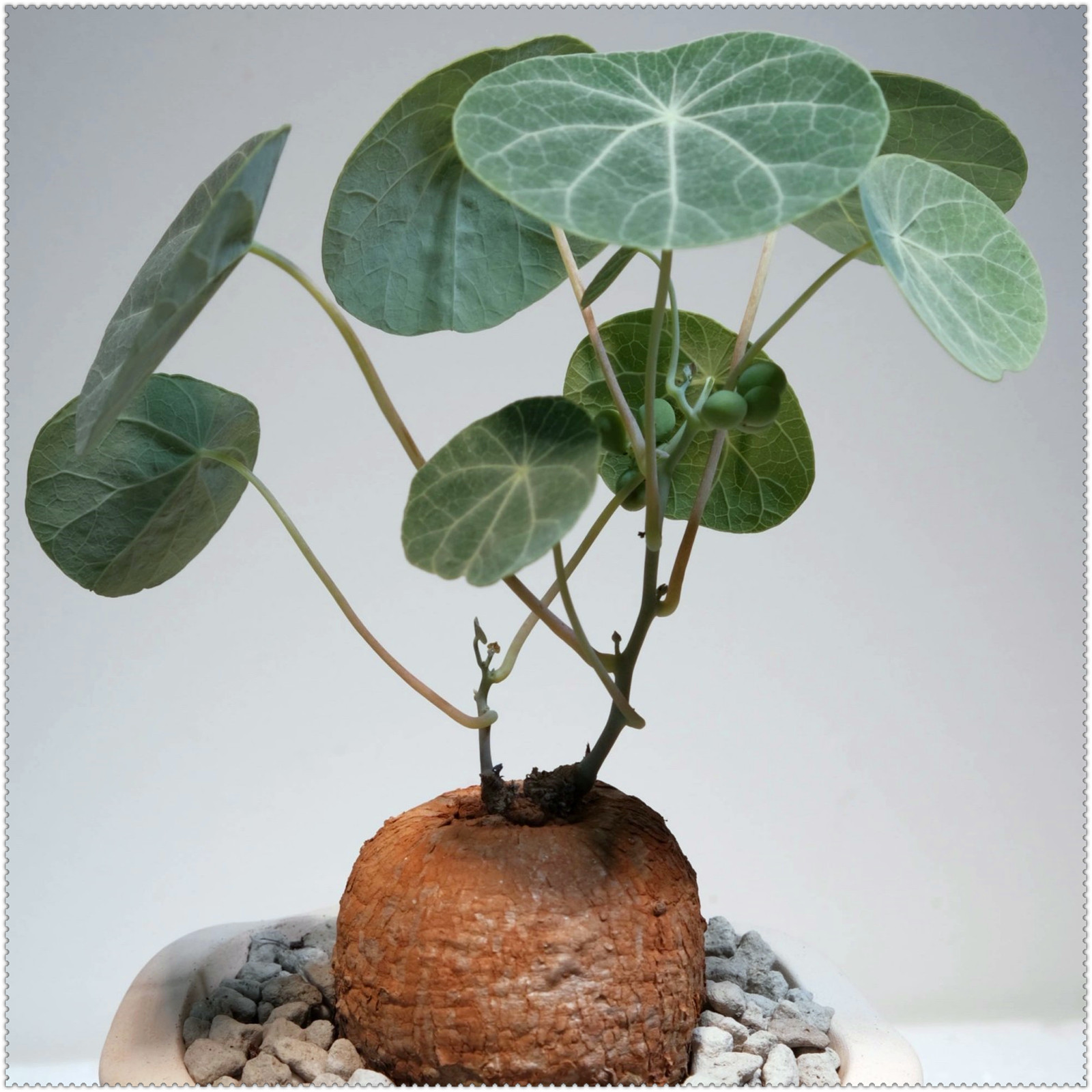 Stephania erecta plant bulbs,stephania erecta live plant,stephania ...