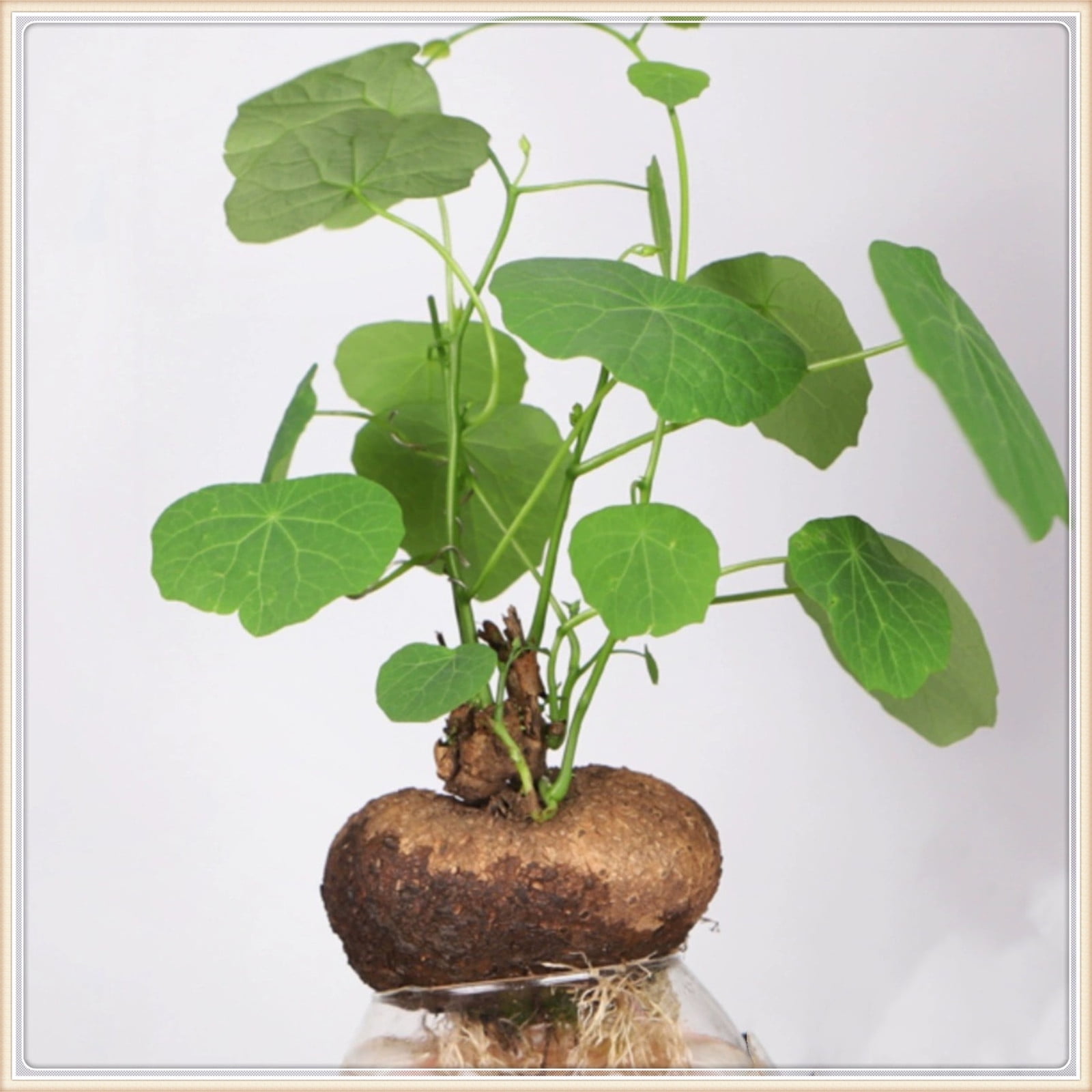 Stephania erecta plant bulbs,stephania erecta live plant,stephania ...