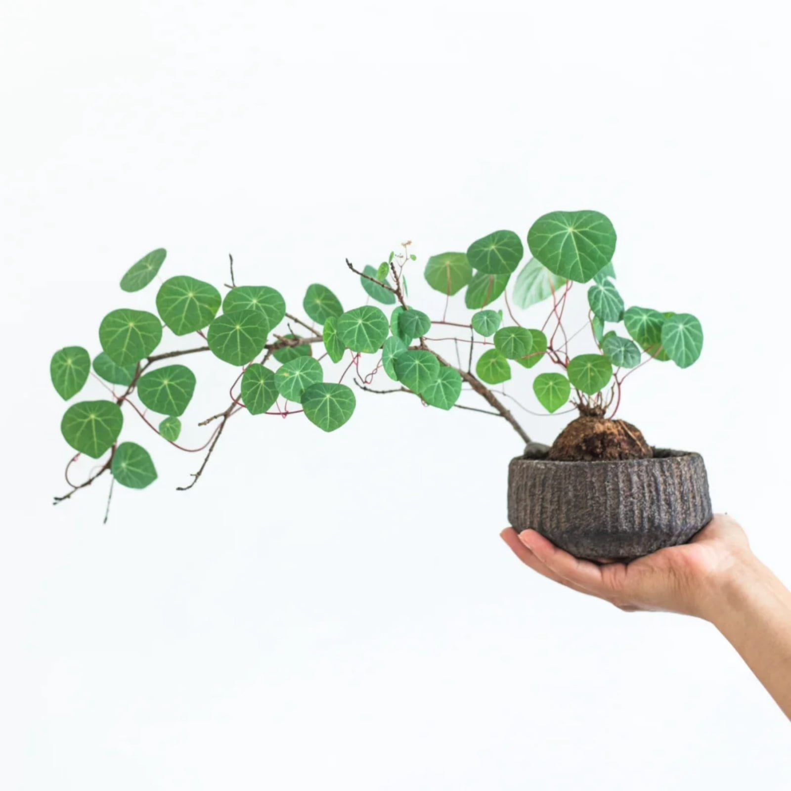 Stephanotis purifies air and beautifies the environment - Walmart.com