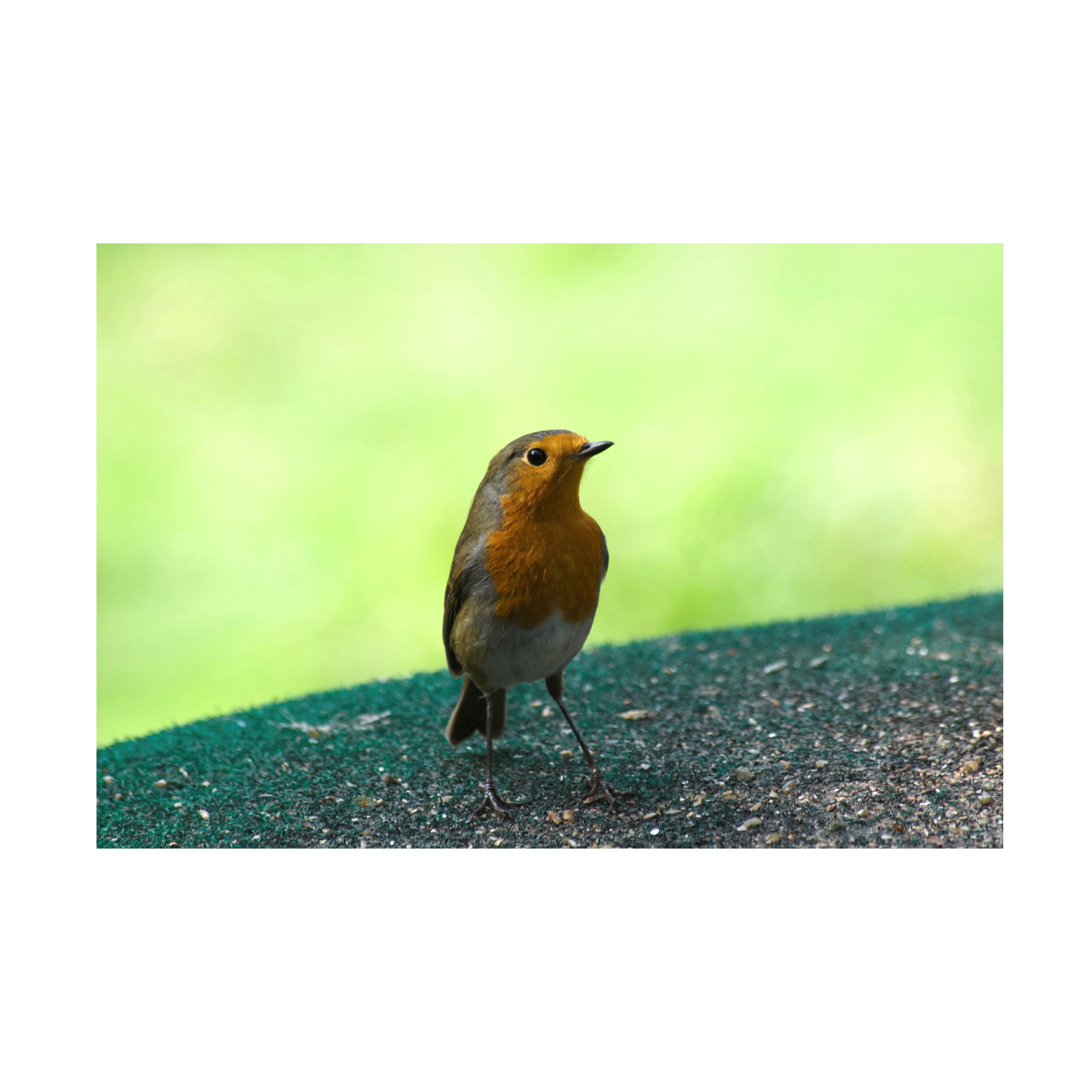 Stephen Walton 'Bird 1' Canvas Art - Walmart.com