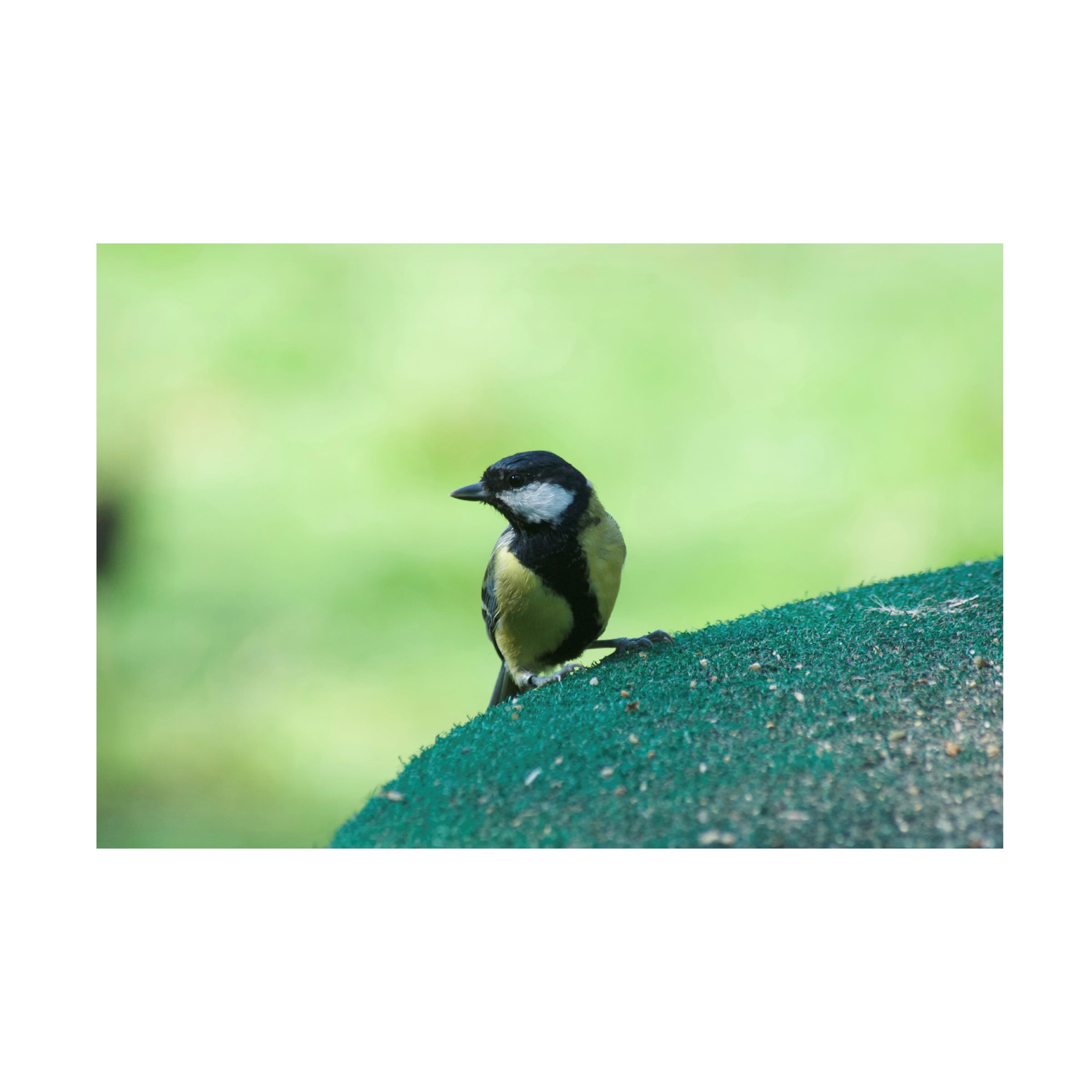 Free Shipping! Trademark Fine Art Stephen Walton Bird 3 Canvas Art ...