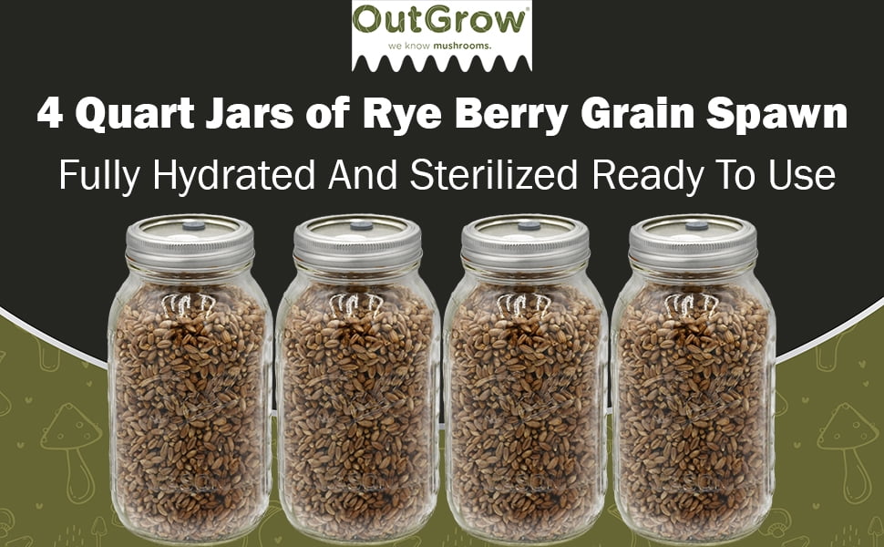 Sterilized Rye Berry Grain Spawn: 4 Injectable Mushroom Substrate Jars ...
