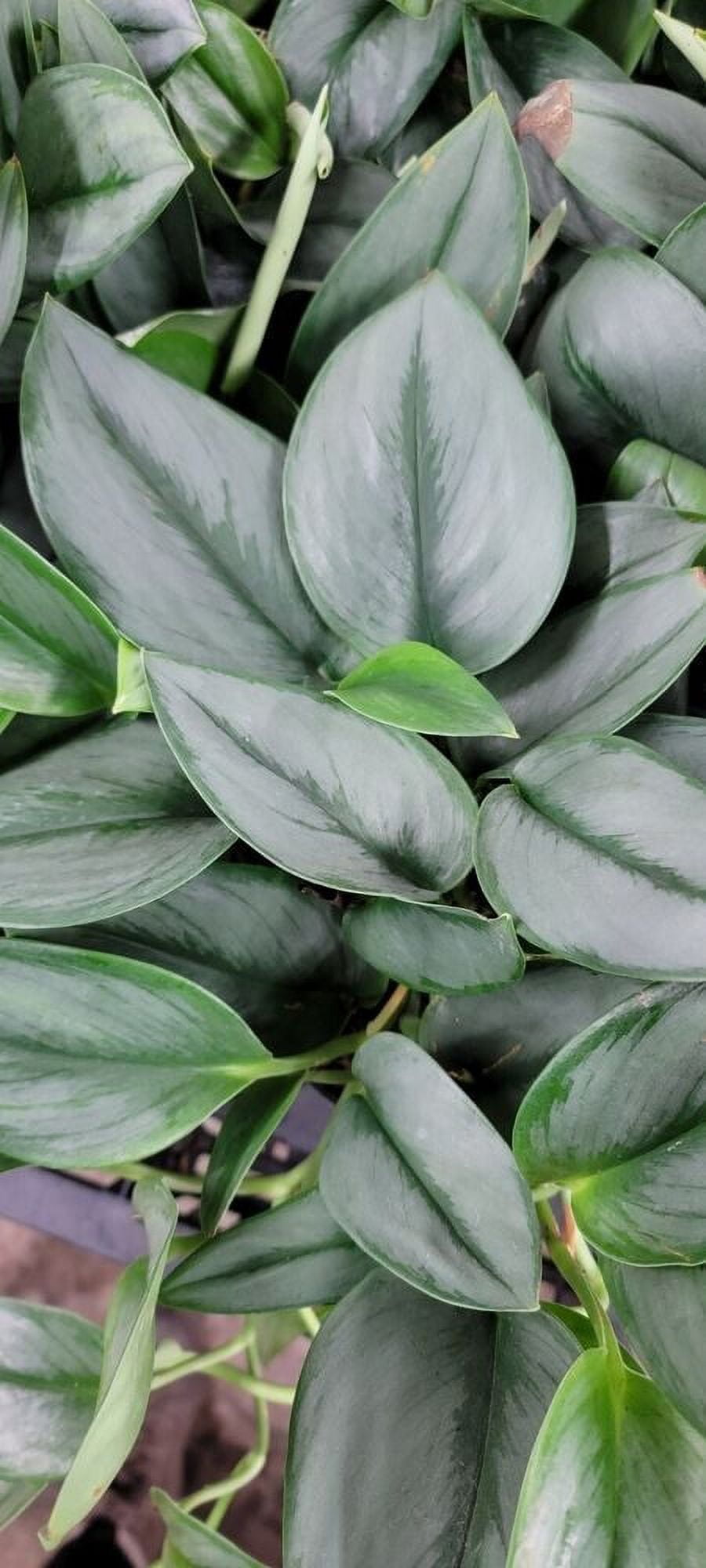 Sterling Silver ,Scindapsus Treubii Moonlight , Moonlight Treubii in 4 ...