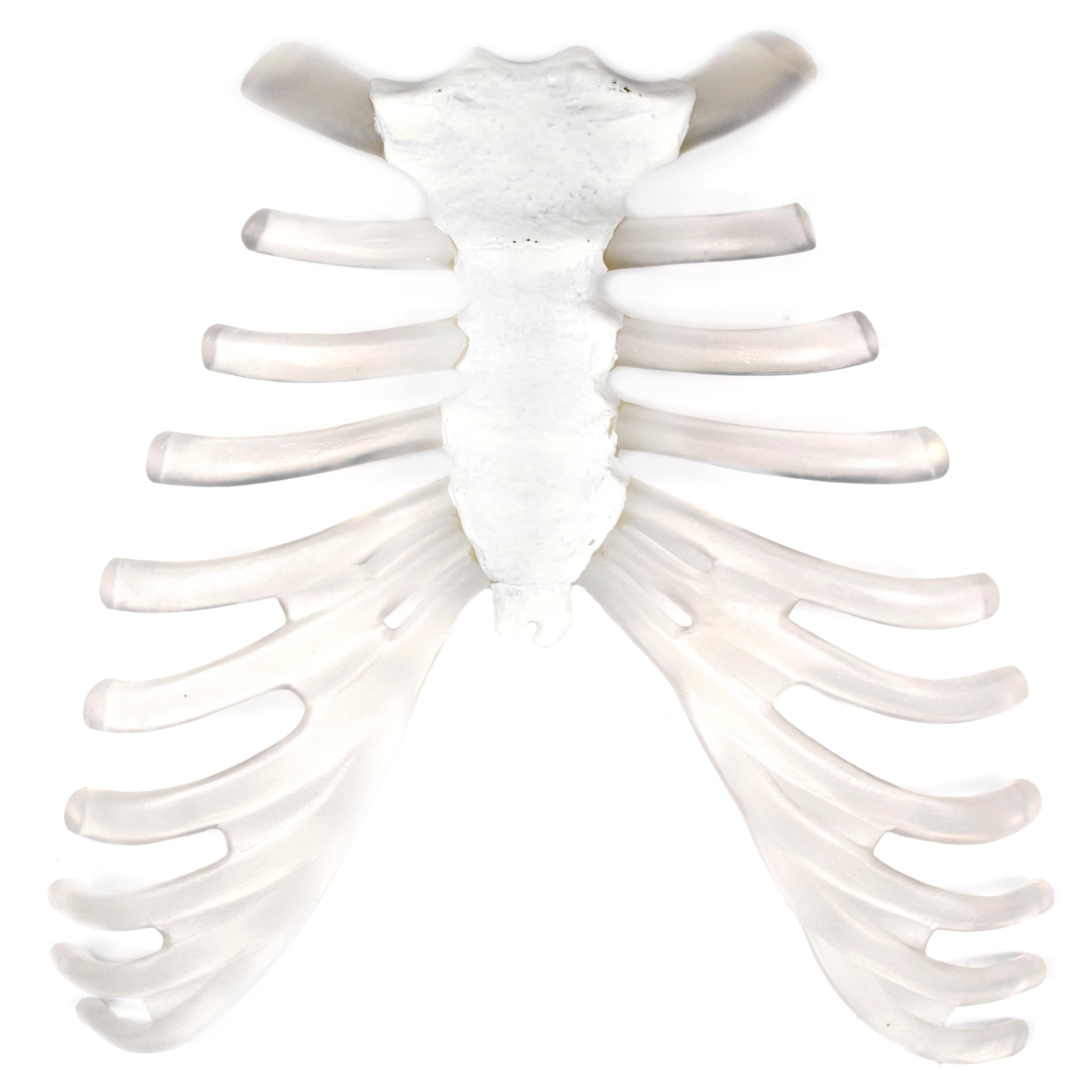 Sternum Bone and Cartilage Model - Anatomically Accurate Human Bone and ...