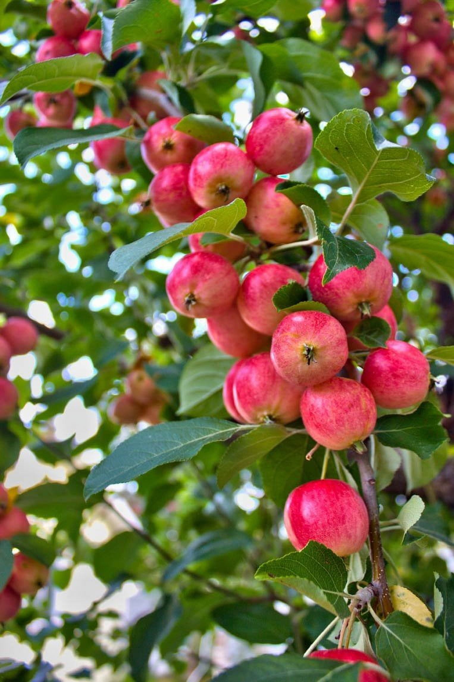 Steve Boer Crab Apples 16” x 24” Poster, High Quality - Walmart.com