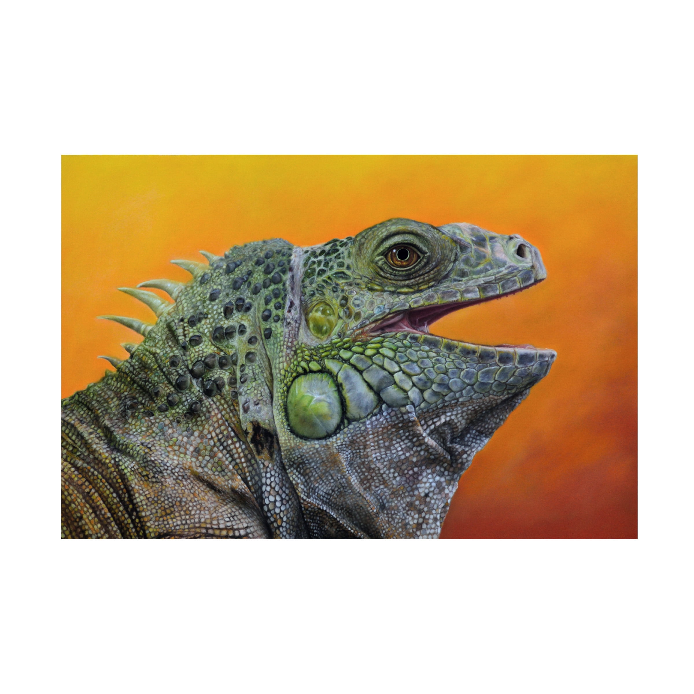 Steve Crockett 'Basking Iguana' Canvas Art - Walmart.com