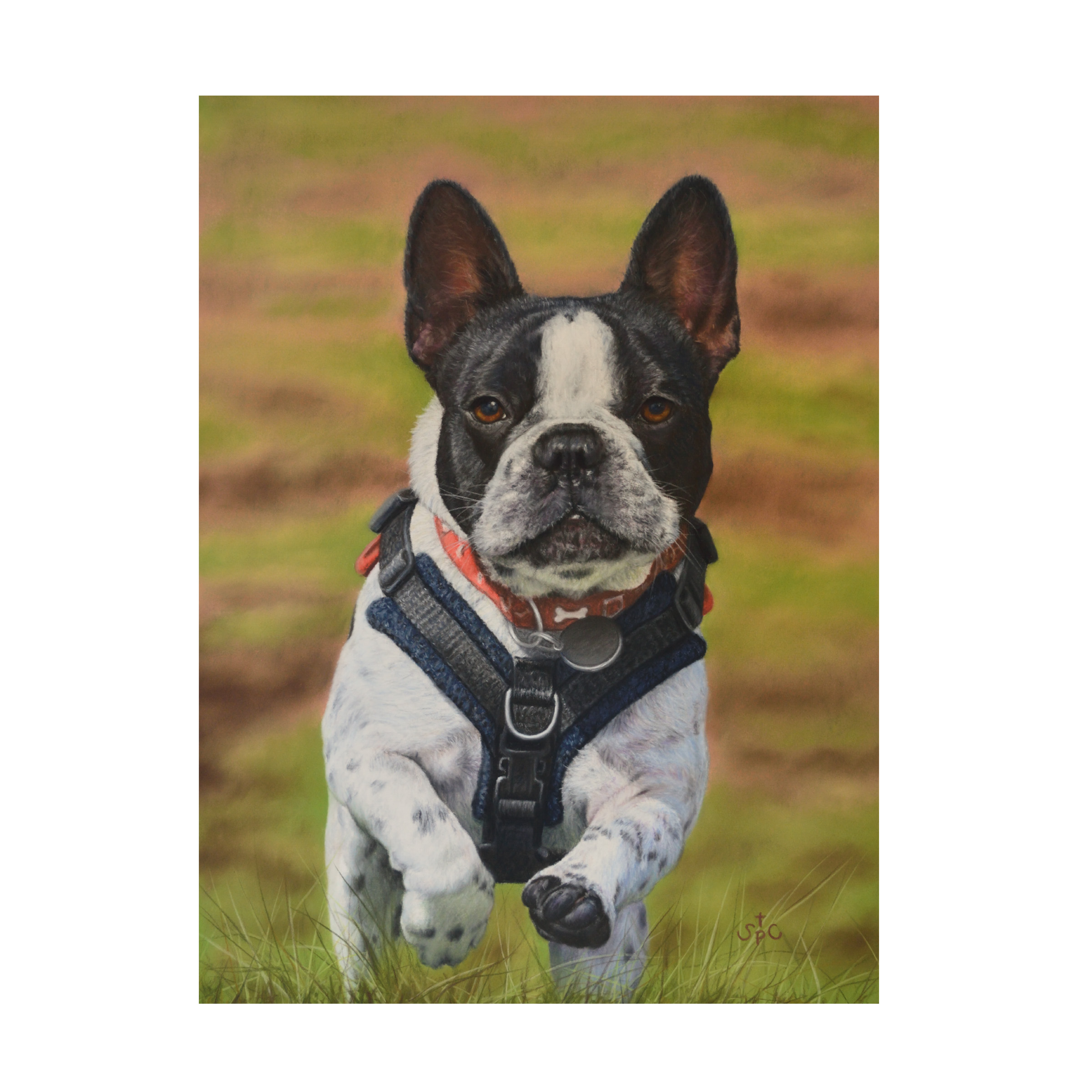 Steve Crockett 'Pet Portrait Of George Dog The French Bulldog' Canvas ...