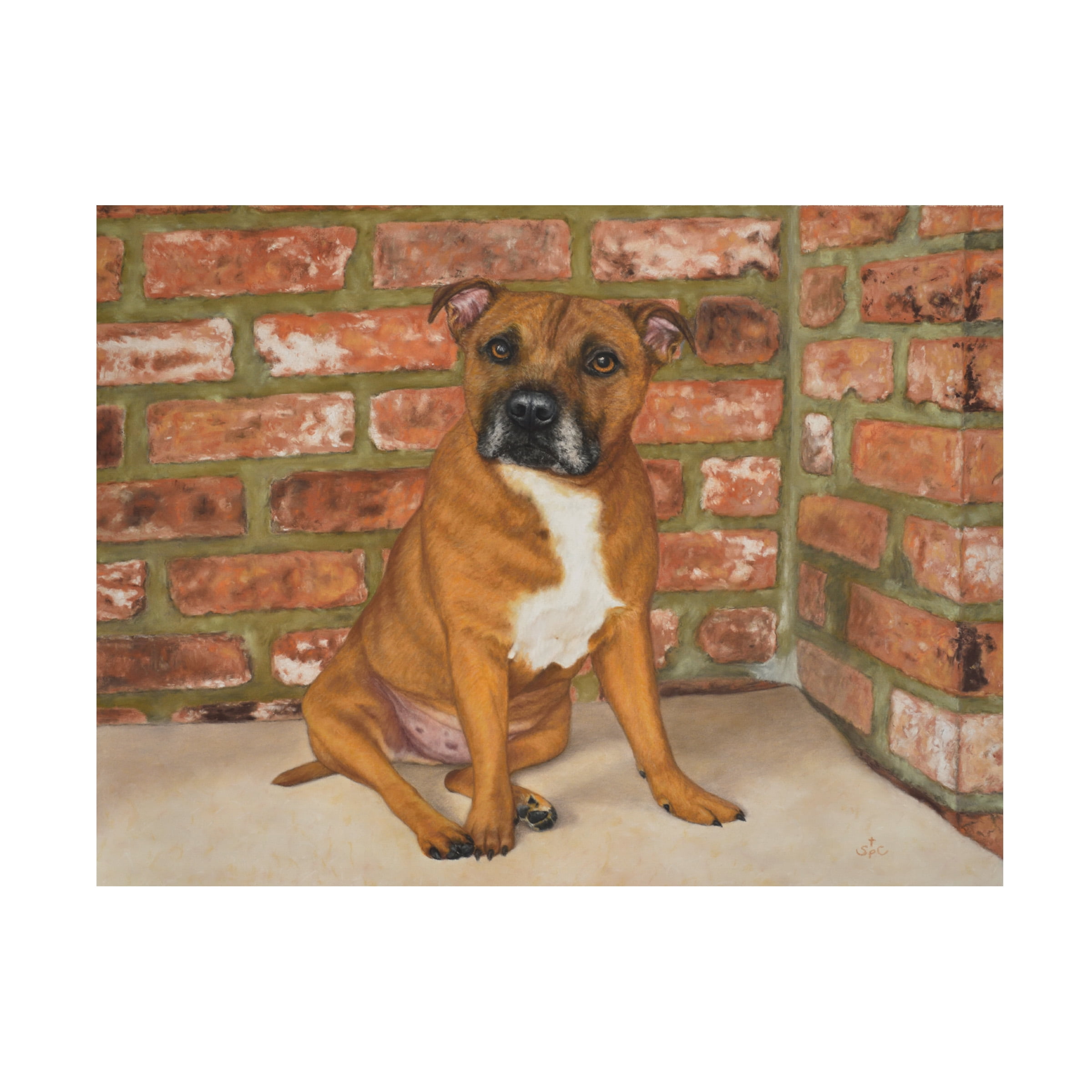 Steve Crockett 'Pet Portrait Of Troy The Staffordshire Bull Terrier ...