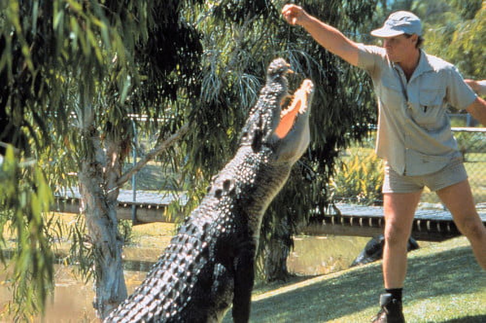 Steve Irwin in Crocodile Hunter feeding huge croc 24x36 Poster ...