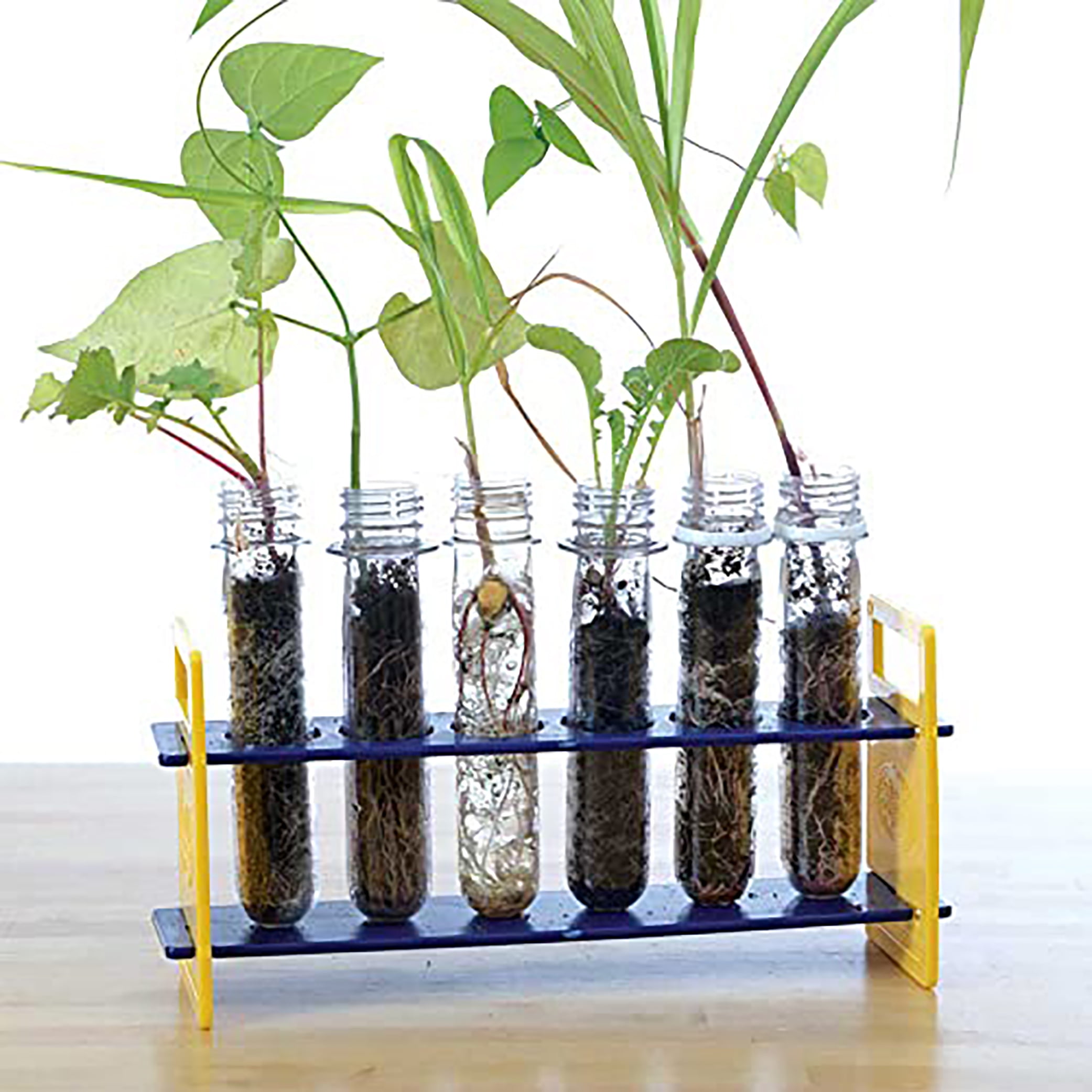 Steve Spangler Science STEM Botany Activity Kit - Diggin' Science ...