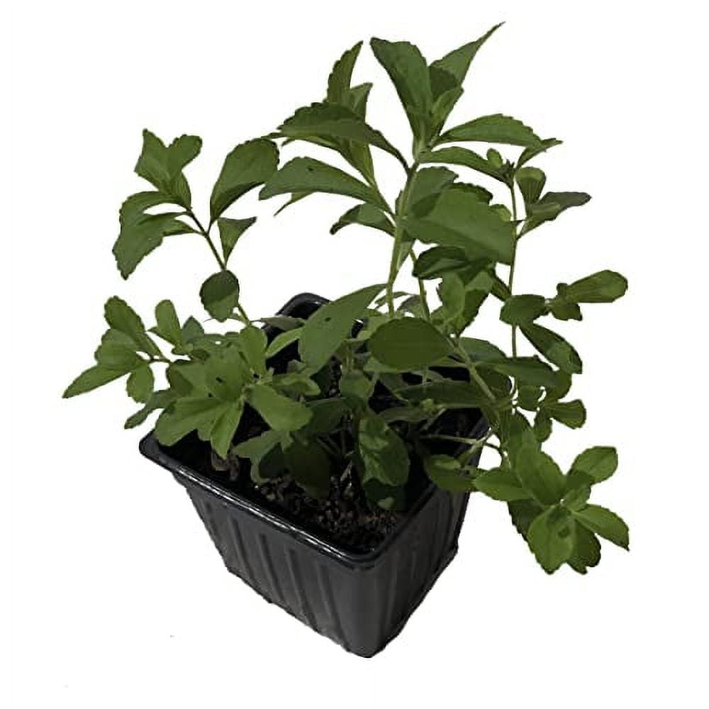 Stevia Live Plant, (Stevia rebaudiana) 2.5 inch Pot - Candy Leaf Sweet ...
