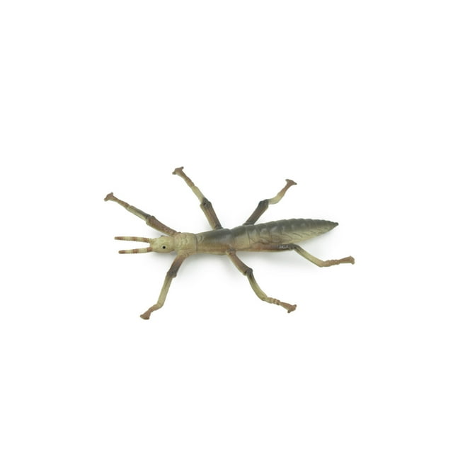 Stick insects, Stick-bugs, Walking Sticks, Museum Quality, Hand Painted ...