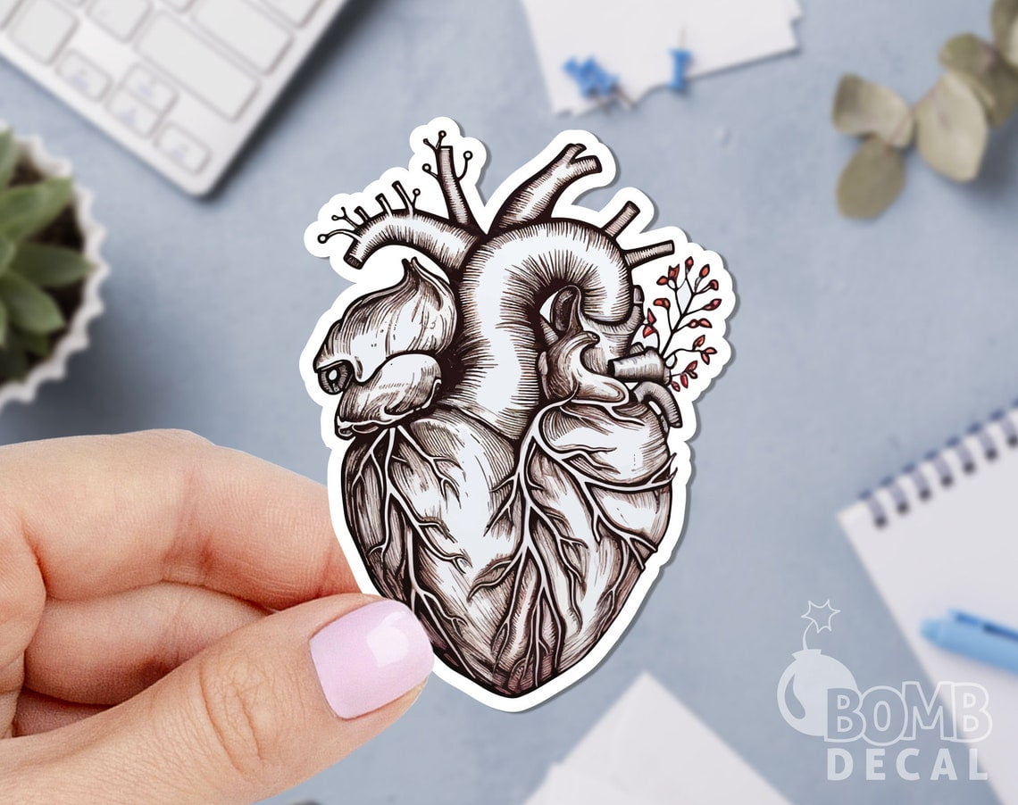 Stickly Anatomy Heart Er, Sketch Heart Er, Anatomical Er, Science Er ...
