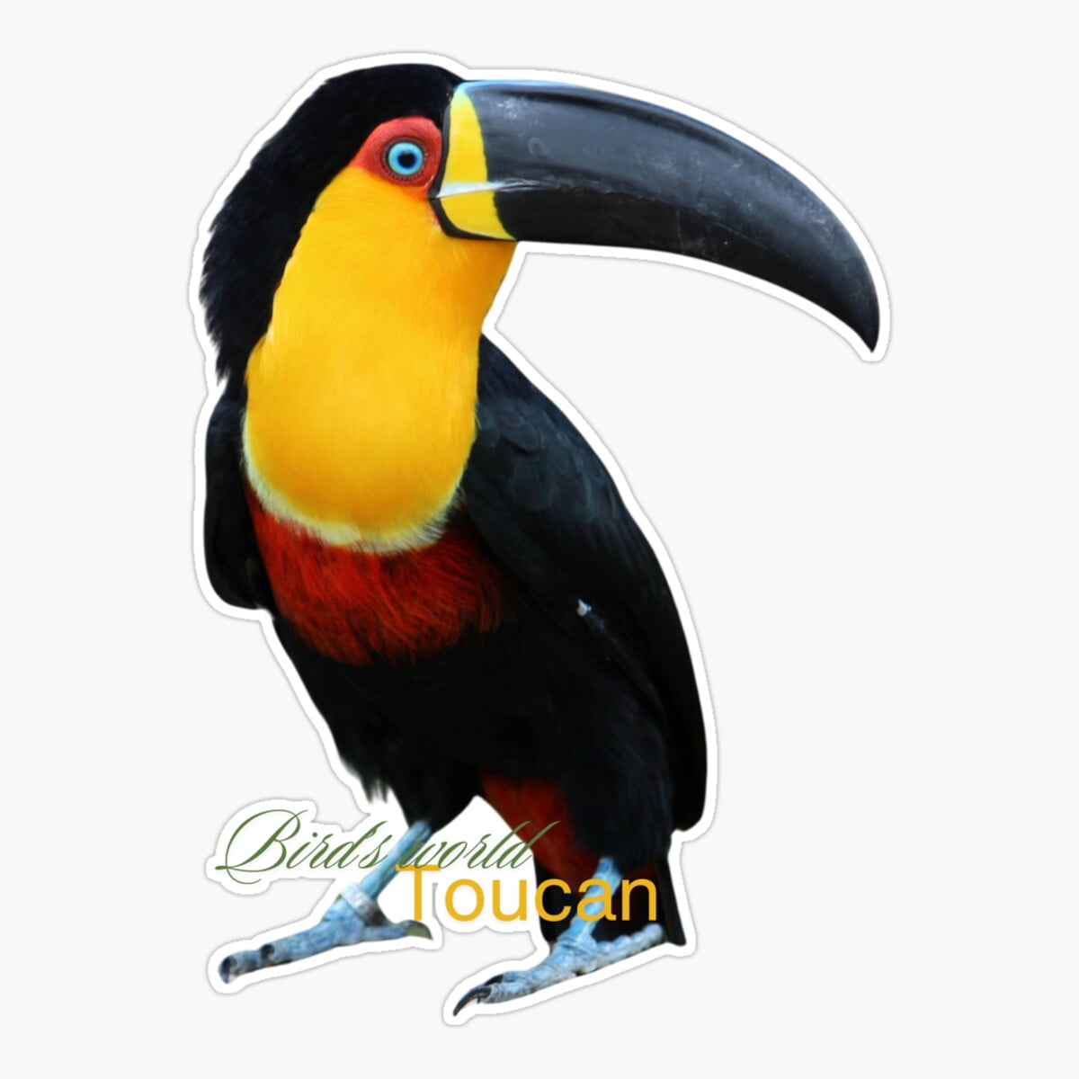 Stickly Bird'S World -Toucan Sticker, Phone Decal Water Bottle Stickers ...