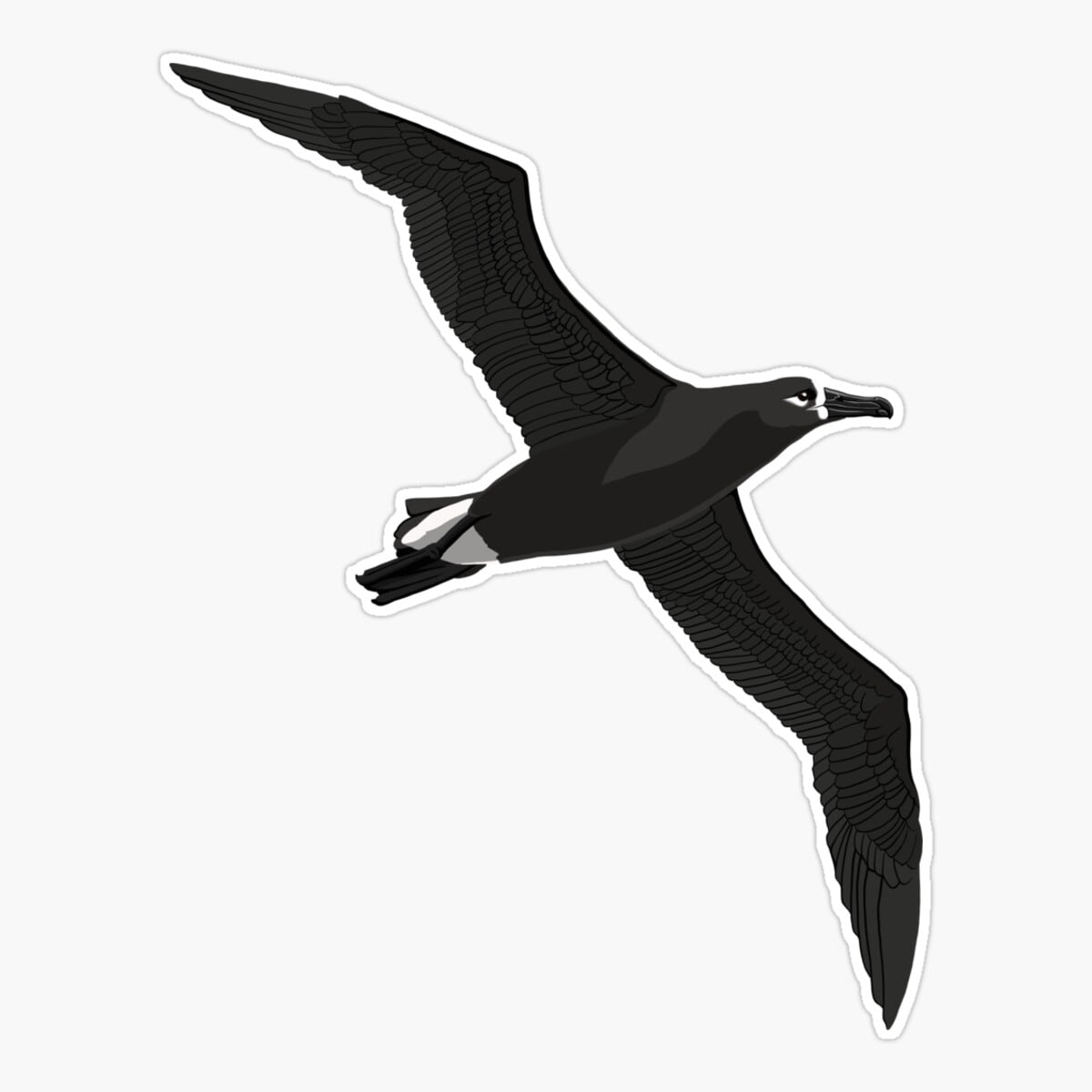 Stickly Black-Footed Albatross Sticker, Phone Decal Water Bottle ...