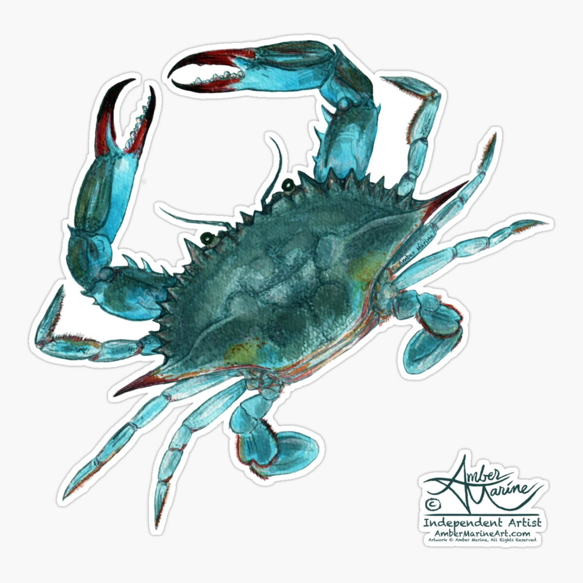 Stickly Blue Crab By Amber Marine Watercolor Painting © 2013 Sticker ...