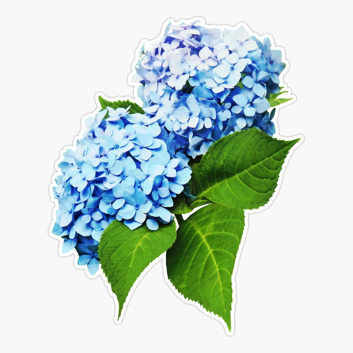 Stickly Blue Hydrangea Profile Sticker, Phone Decal Water Bottle ...